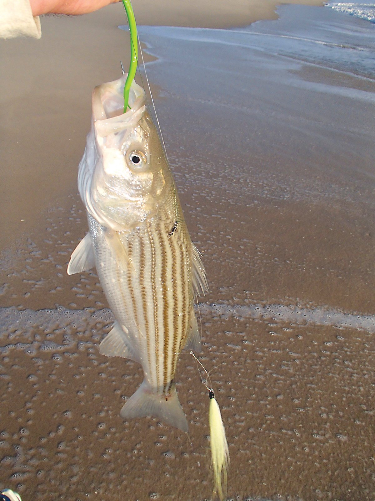 Pocket Pools: Bait, Bass & Bluefish Bonanza - The Fisherman