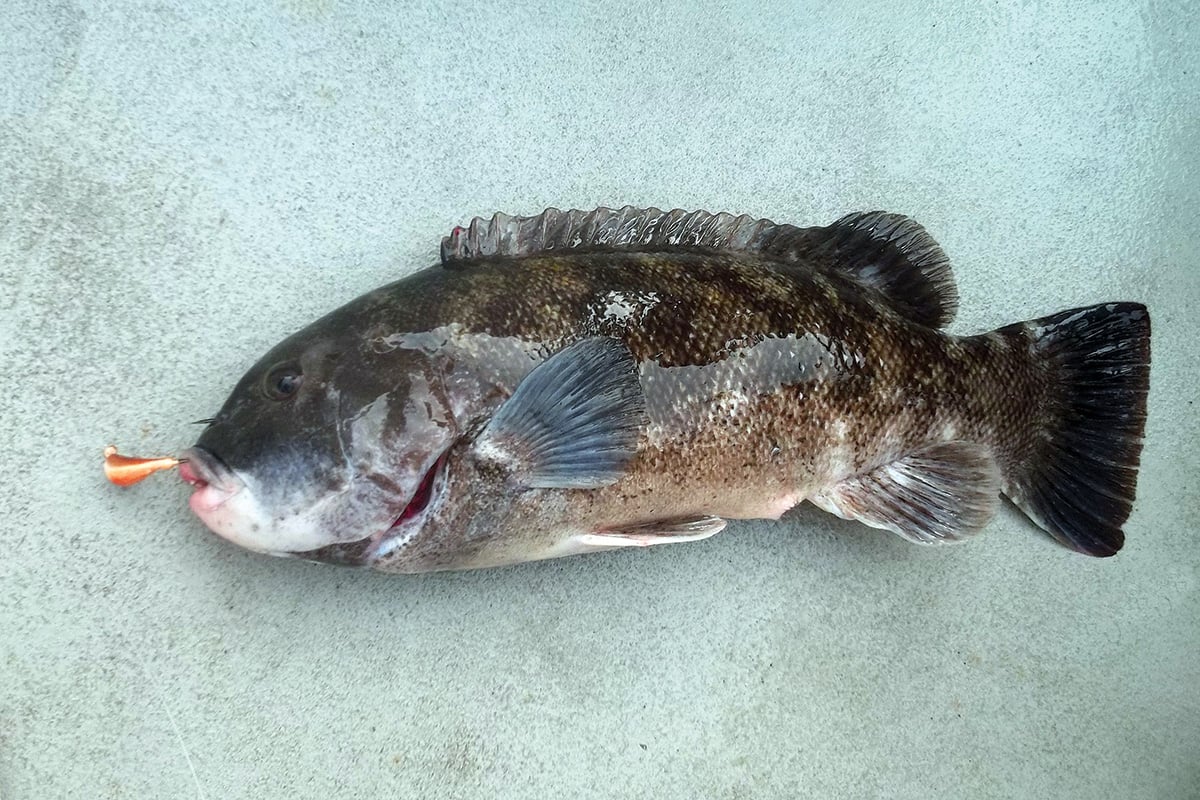 Light Touch Tog: The Art of Jigging Blackfish - The Fisherman