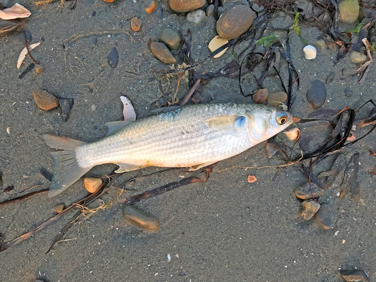 Better Bassin’: Mullet Overnight - The Fisherman