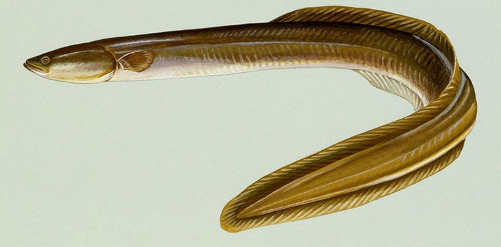 Nighttime Stripers: Live Eeling Done Right - The Fisherman