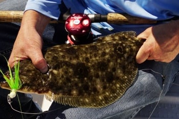 “WHAT’S UP WITH FLUKE THIS SEASON?” - The Fisherman