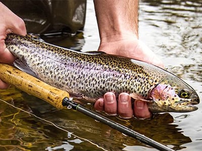 SPRING TROUT STOCKING BEGINS IN MASSACHUSETTS - The Fisherman