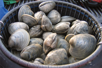FREE CLAMMING WORKSHOPS - The Fisherman