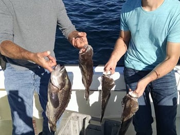 HELP IMPROVE FISH CATCH DATA COLLECTION - The Fisherman