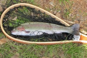 TROUT STOCKING UNDERWAY IN CT - The Fisherman