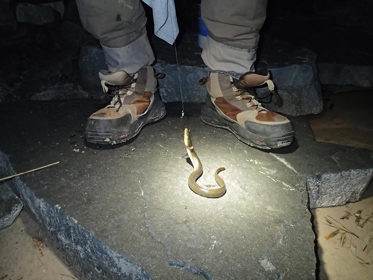 Eeling Stripers: July’s Jetty Jocks! - The Fisherman