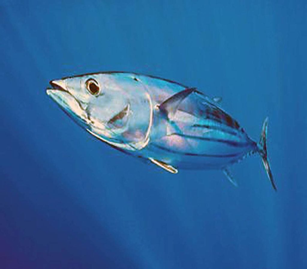 Offshore Archives - Page 2 of 7 - The Fisherman