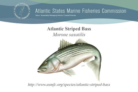 MORE STRIPED BASS CIRCLE HOOK UPDATES - The Fisherman