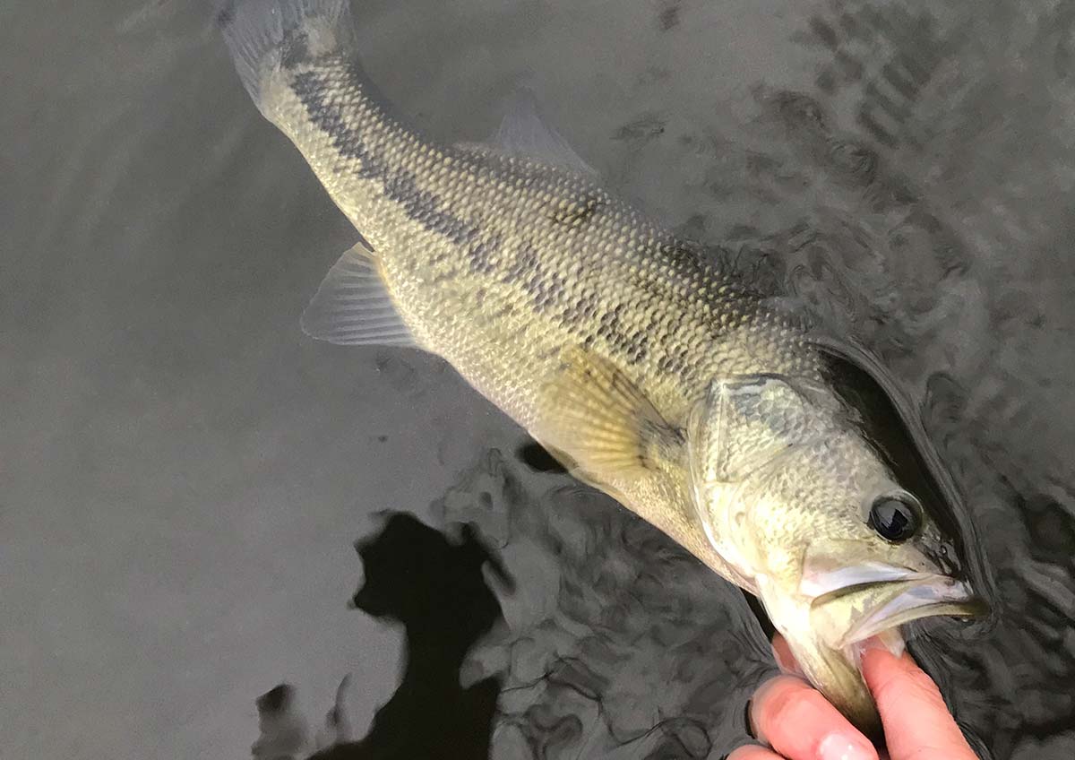 The Coldwater Killer Fly: Largemouth Bass - The Fisherman