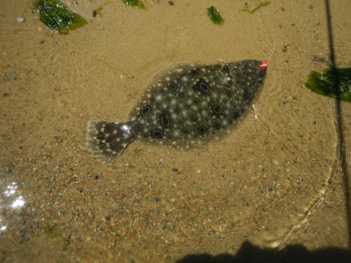 Backwater Backup: Cape Surf Fluke - The Fisherman