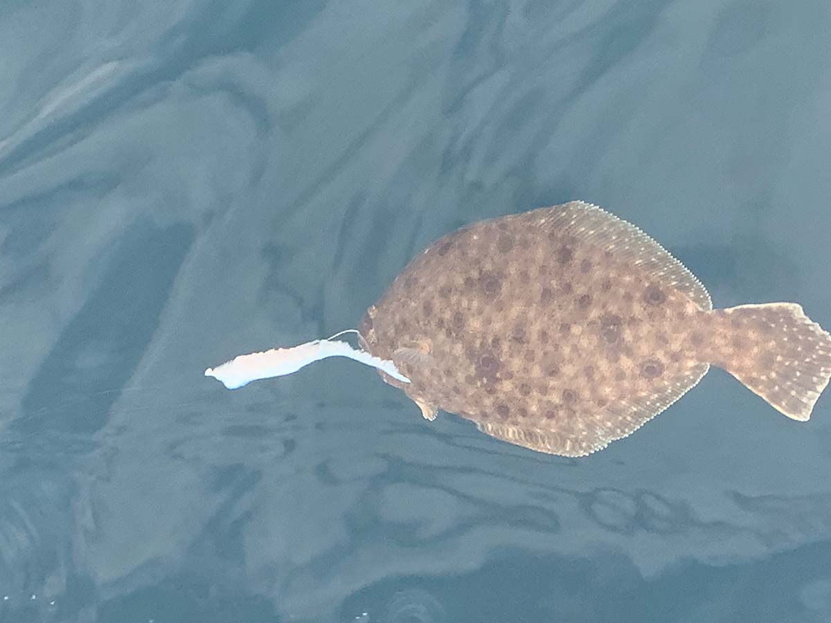 Inshore: Meat Ribbons Done Right - The Fisherman