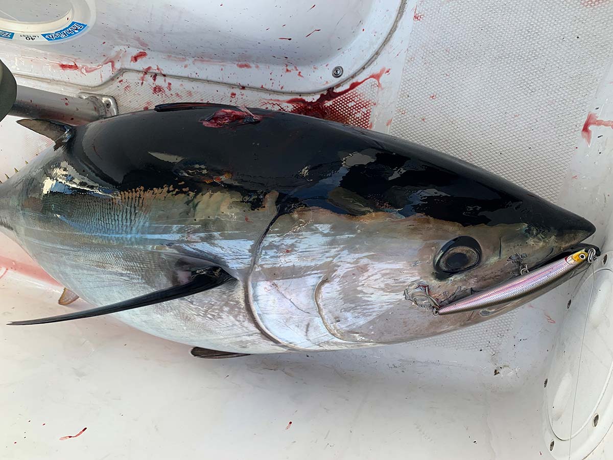 Best For Bluefin: The Cape Cod Top 5 - The Fisherman