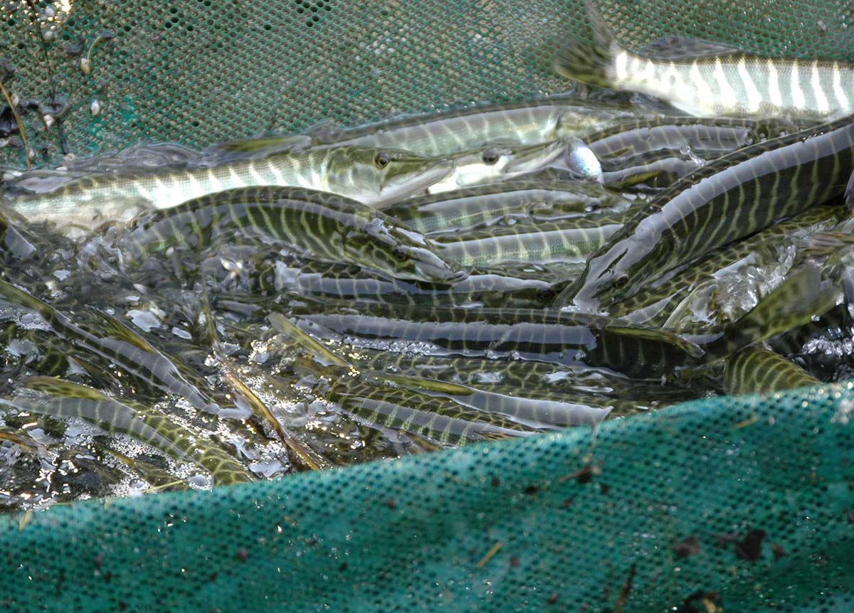 Tiger Trails: New Jersey’s Pike/Muskie Combo - The Fisherman