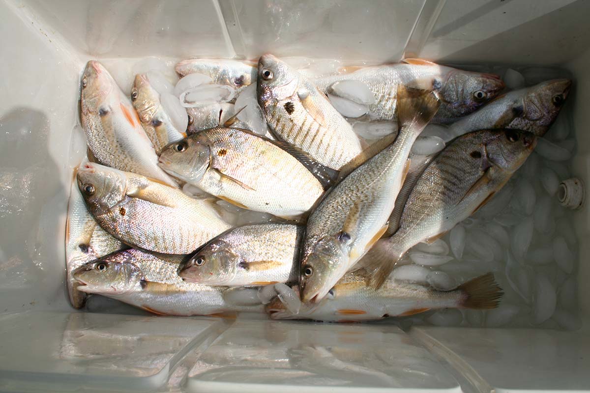 Ins & Outs At Lewes: August Fishing On Delaware Bay - The Fisherman