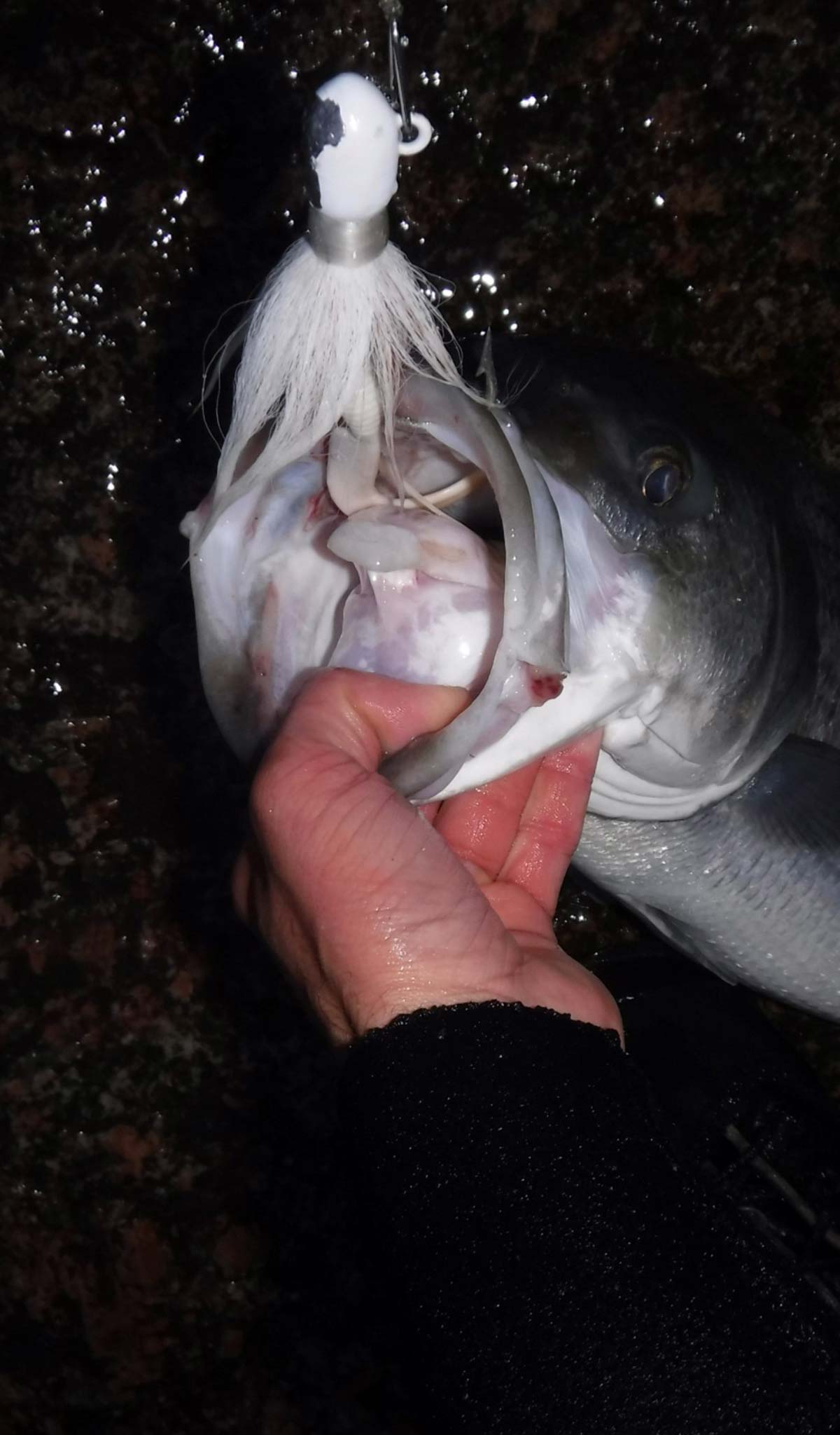 Jiggin’ Inlets: Go Big Or Go Home - The Fisherman