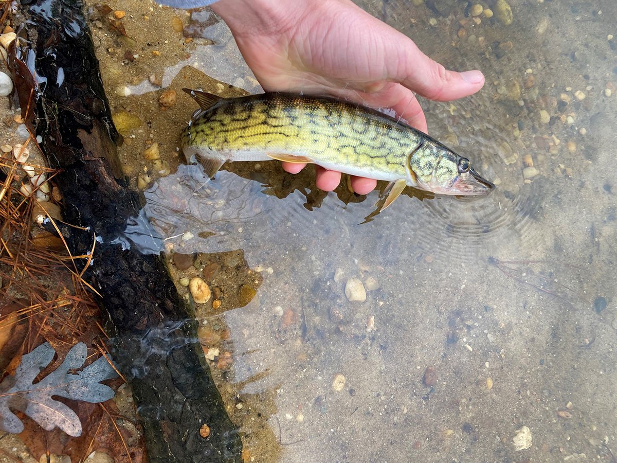Winter Freshwater Series: New Life At Canaan - The Fisherman