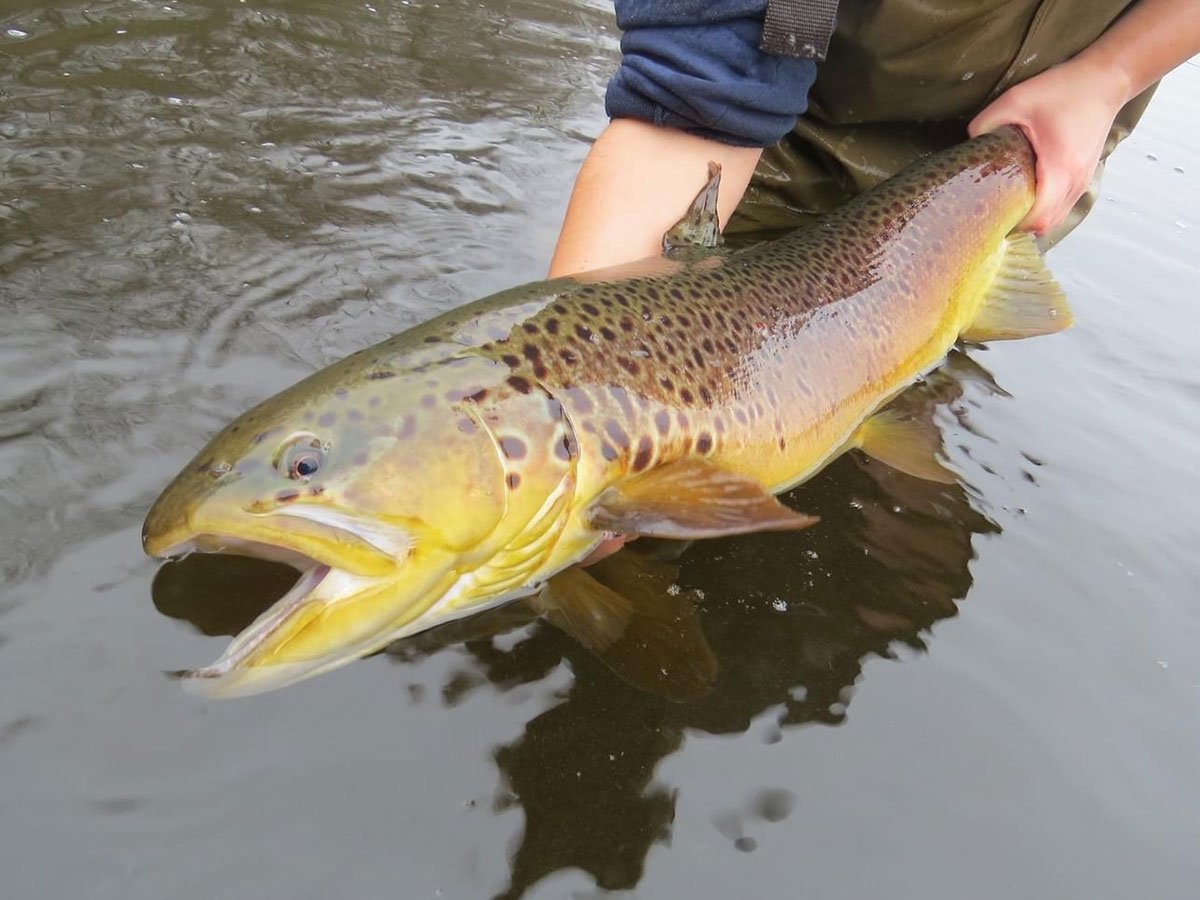 Seeforellen Stocking Complete In Connecticut - The Fisherman