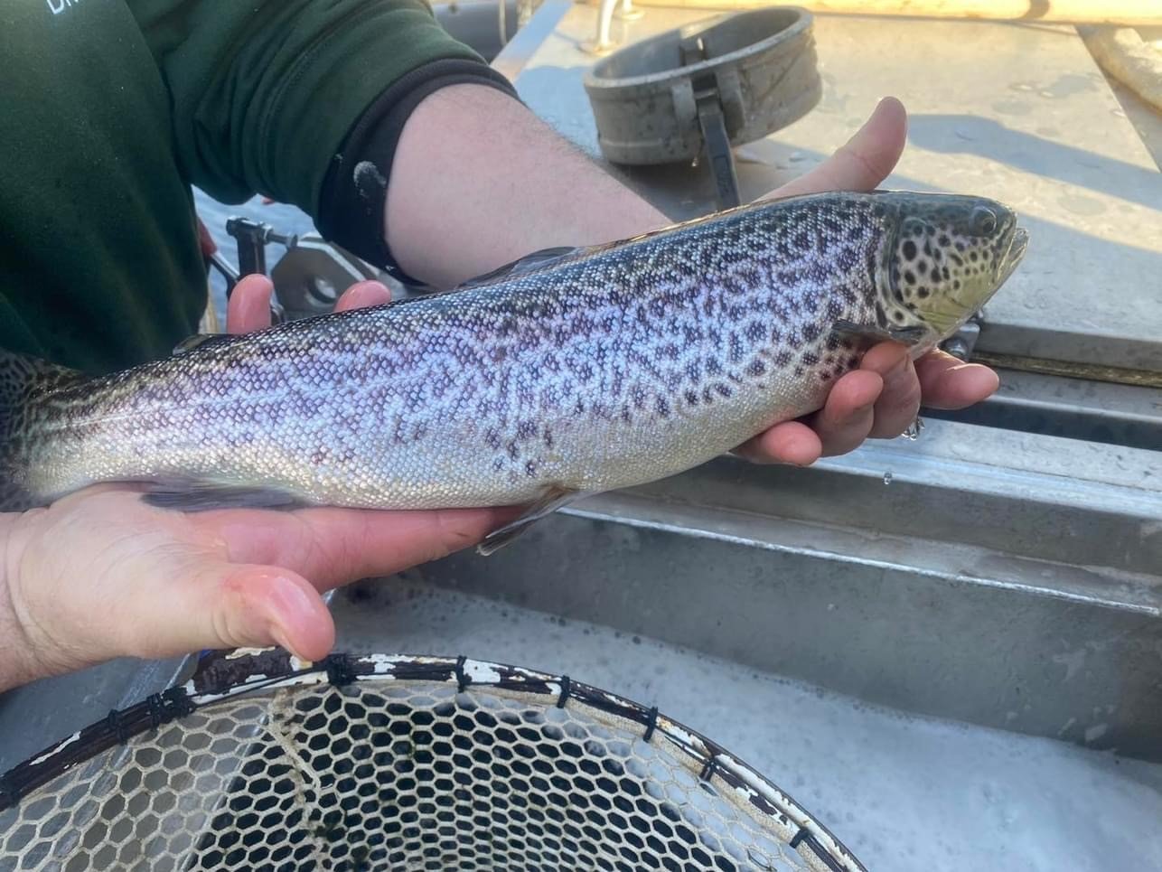 CT Stocks Another Round of Seeforellen Browns - The Fisherman