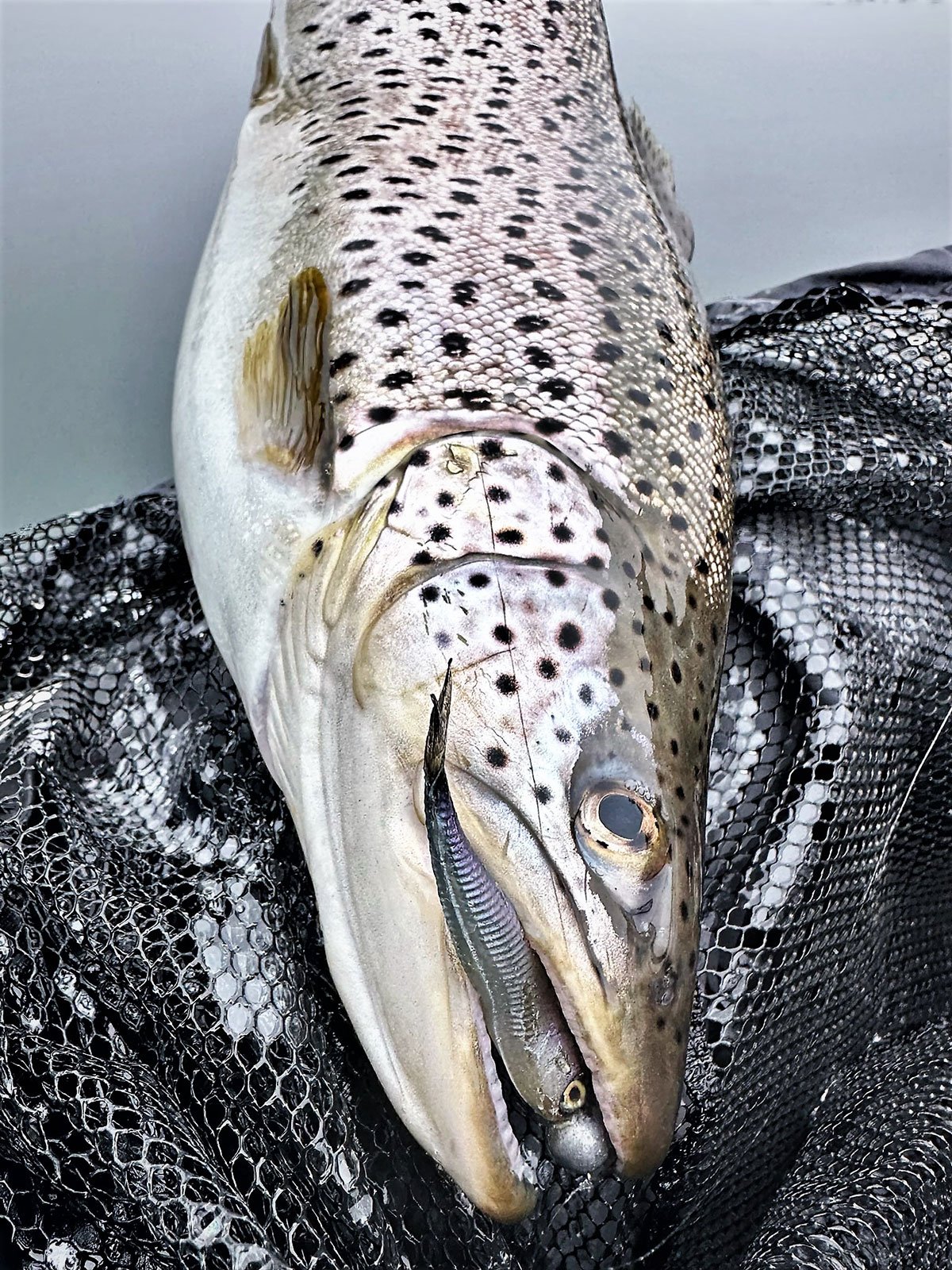 Brown Notes: Return Of The Seeforellen - The Fisherman