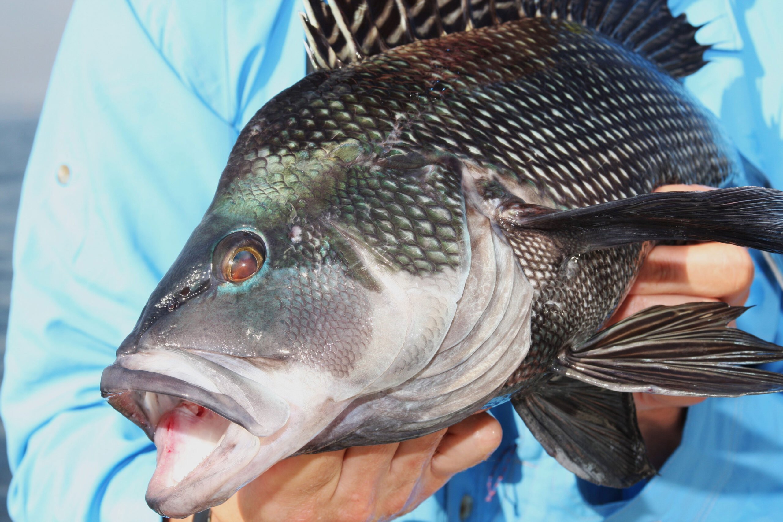 Inshore: Sea Bass Basics - The Fisherman