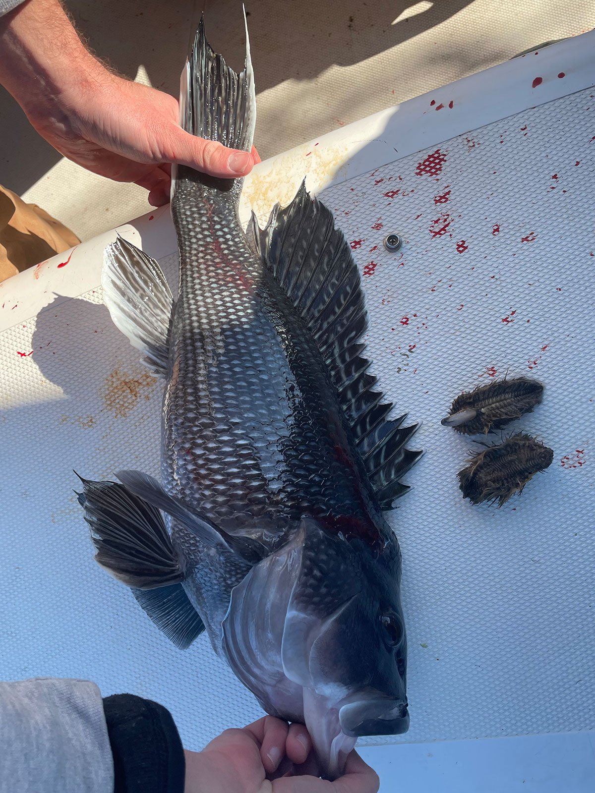 Lock And Load: NJ Fall/Winter Sea Bass - The Fisherman