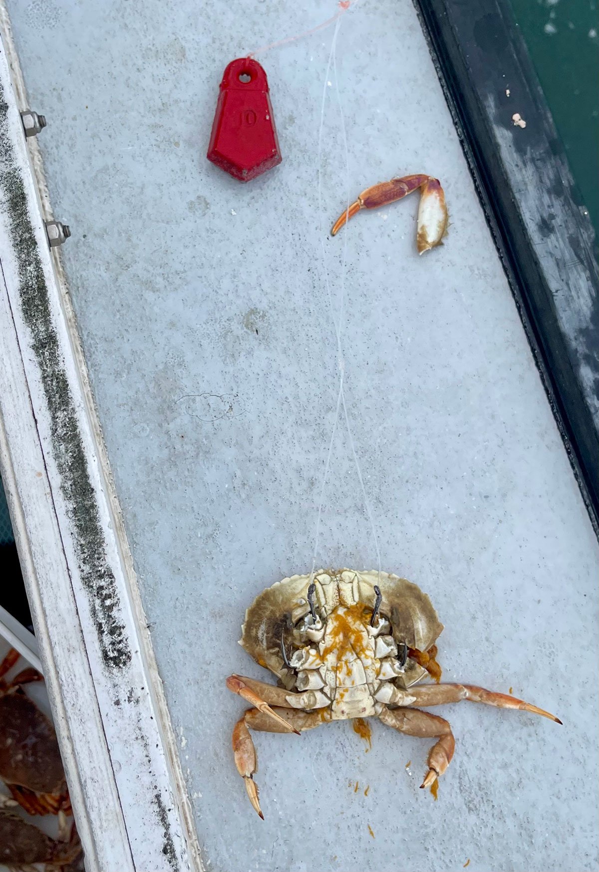 Tackling Tautog: Gearing Up For A Personal Best - The Fisherman