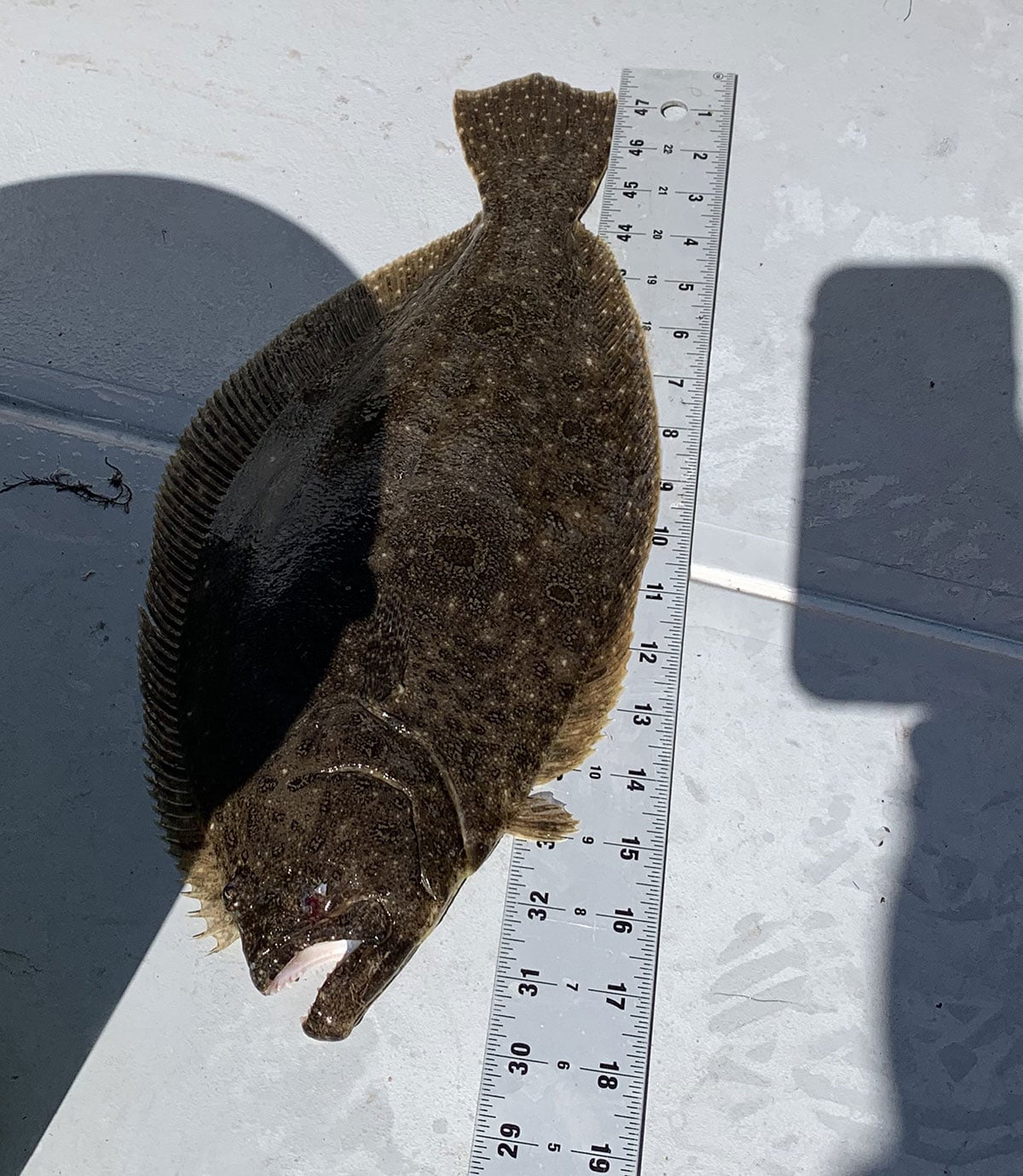 Finding Fluke: Pro Tips For Fat Flatties - The Fisherman