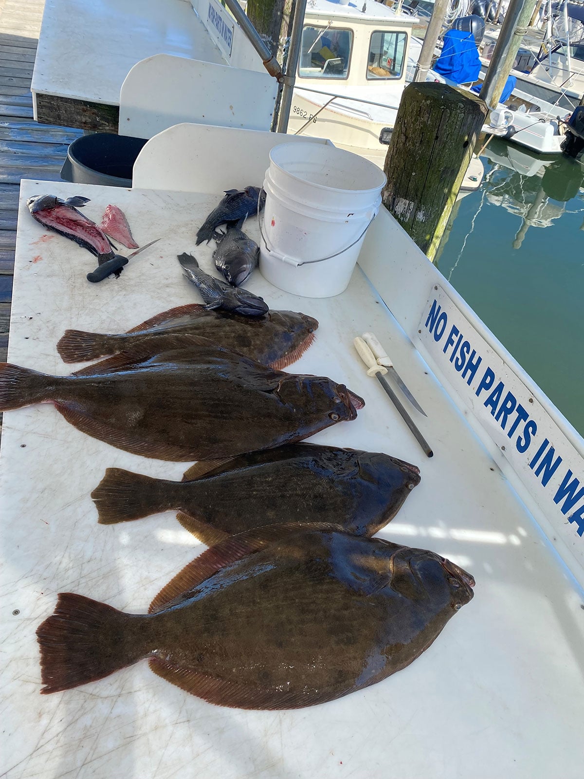 Fluke Of The Deep: Super Size At Cartwright - The Fisherman